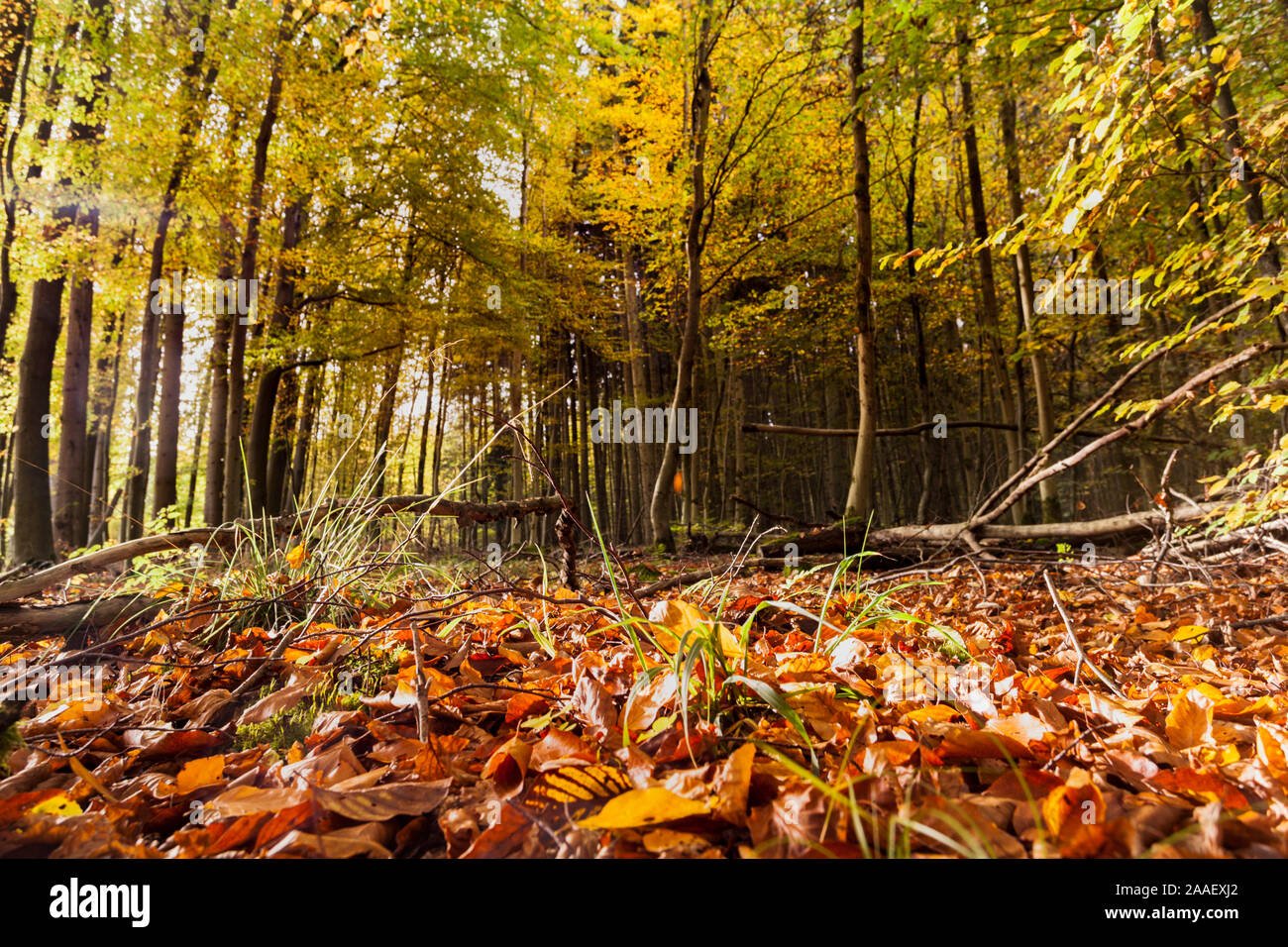 Deciduous forest in autumn Stock Photo - Alamy