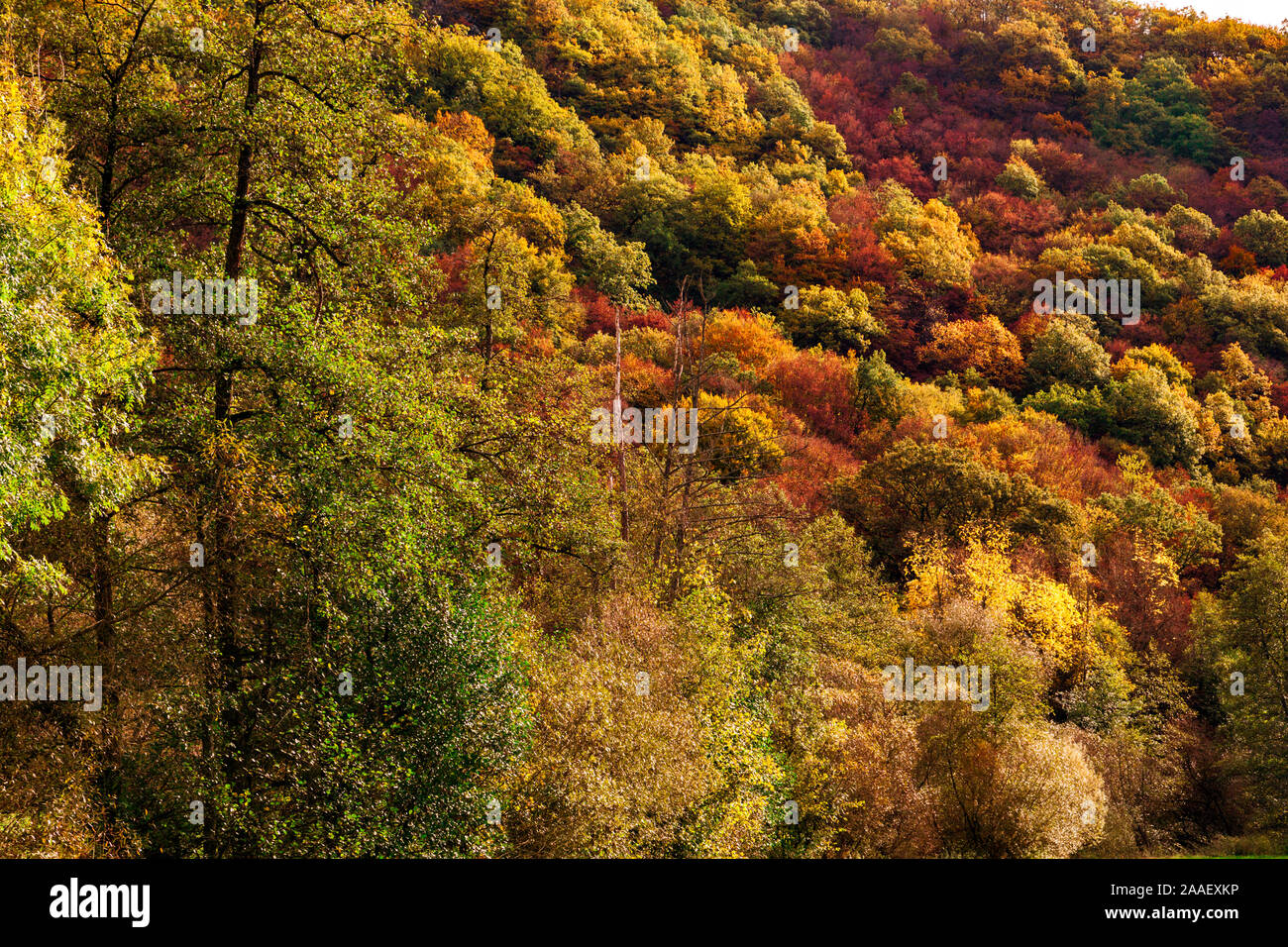 Natural deciduous forest of oaks and beeches in autumn hi-res stock ...
