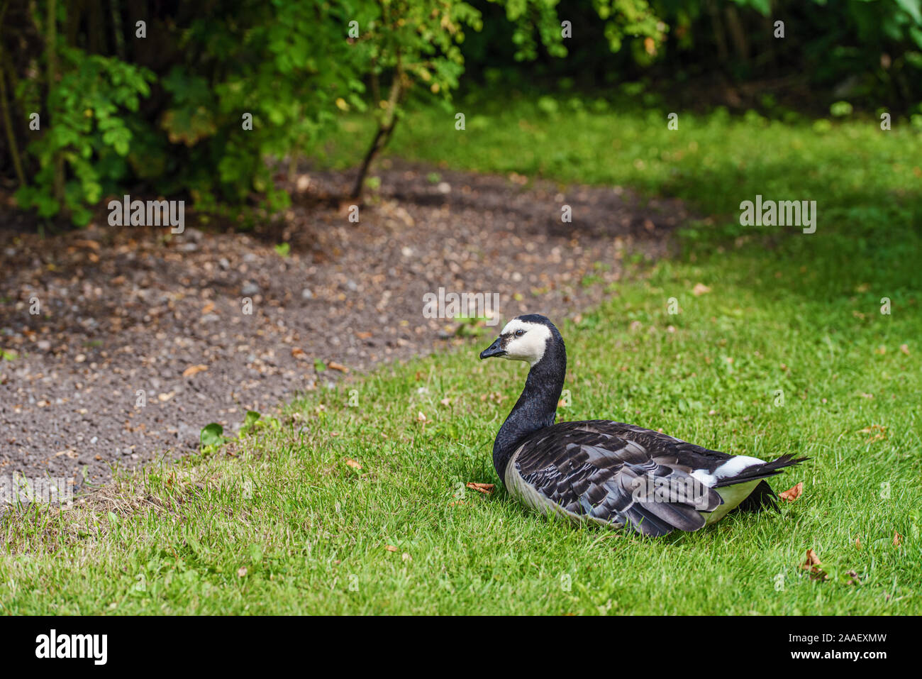 Dark goose laying on a grass in public park the open air museum in ...