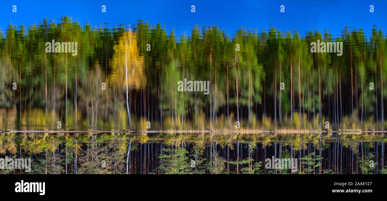 Inverted photography of autumn latvian forest. Reflection on water of ...
