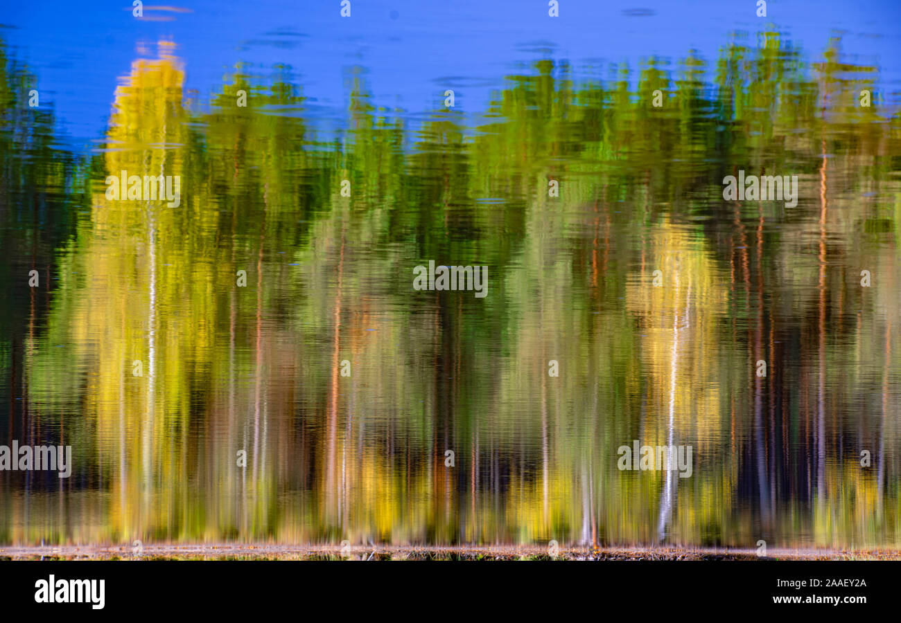Inverted photography of autumn latvian forest. Reflection on water of ...