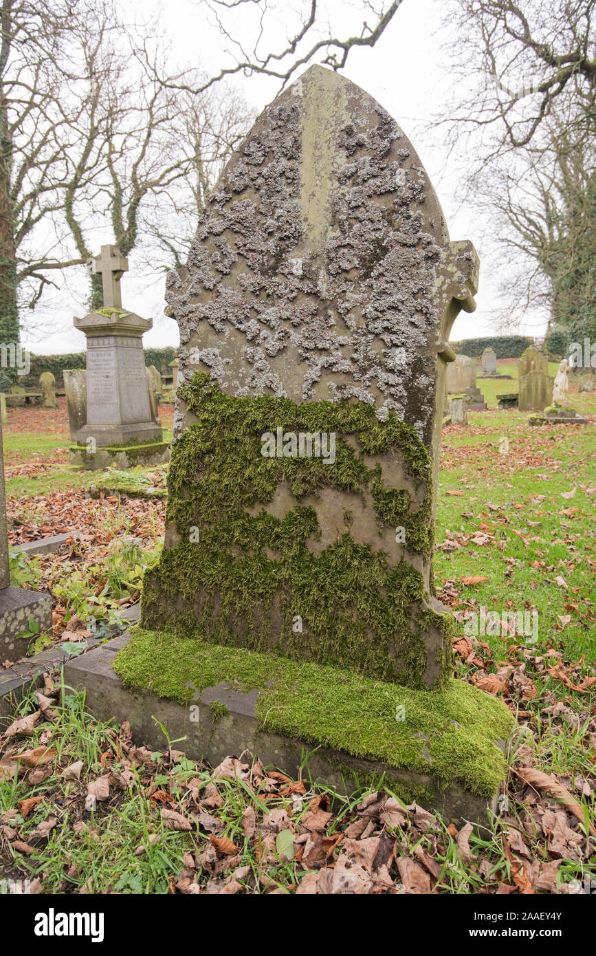 Maritime sunburst or shore lichen on gravestone hi-res stock ...