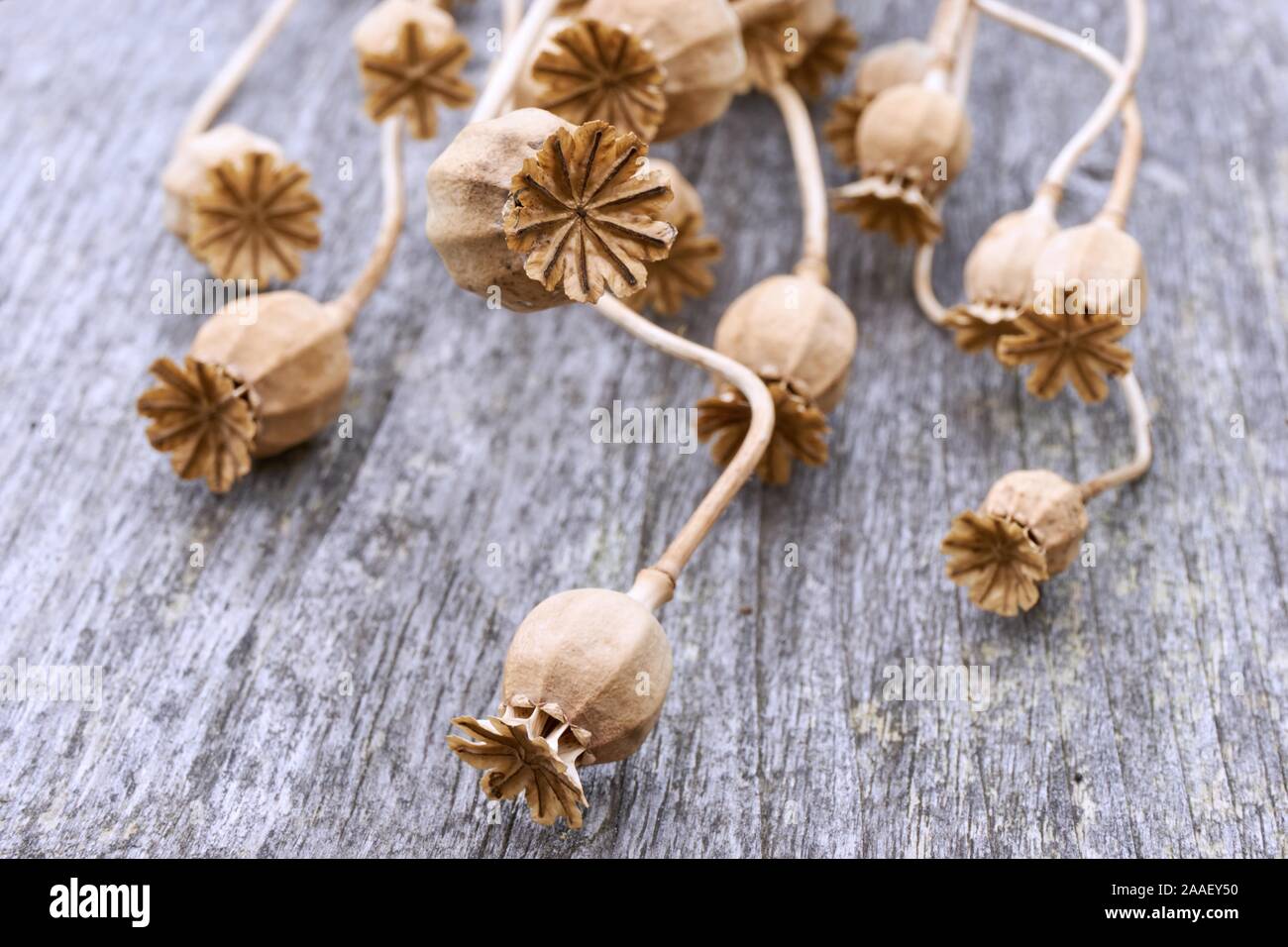 Poppy seed pods hi-res stock photography and images - Alamy
