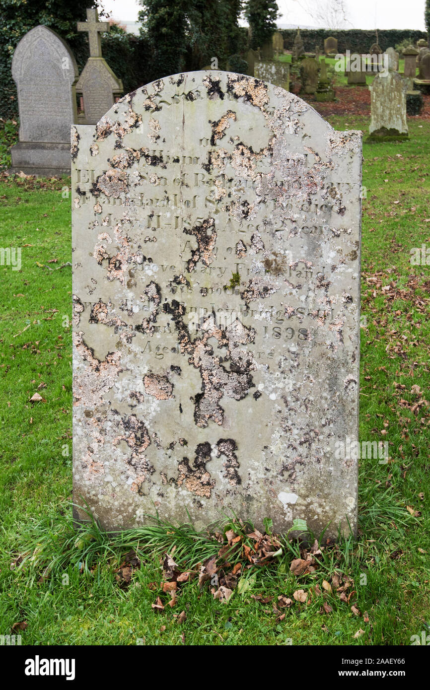 Maritime sunburst or shore lichen on gravestone hi-res stock ...