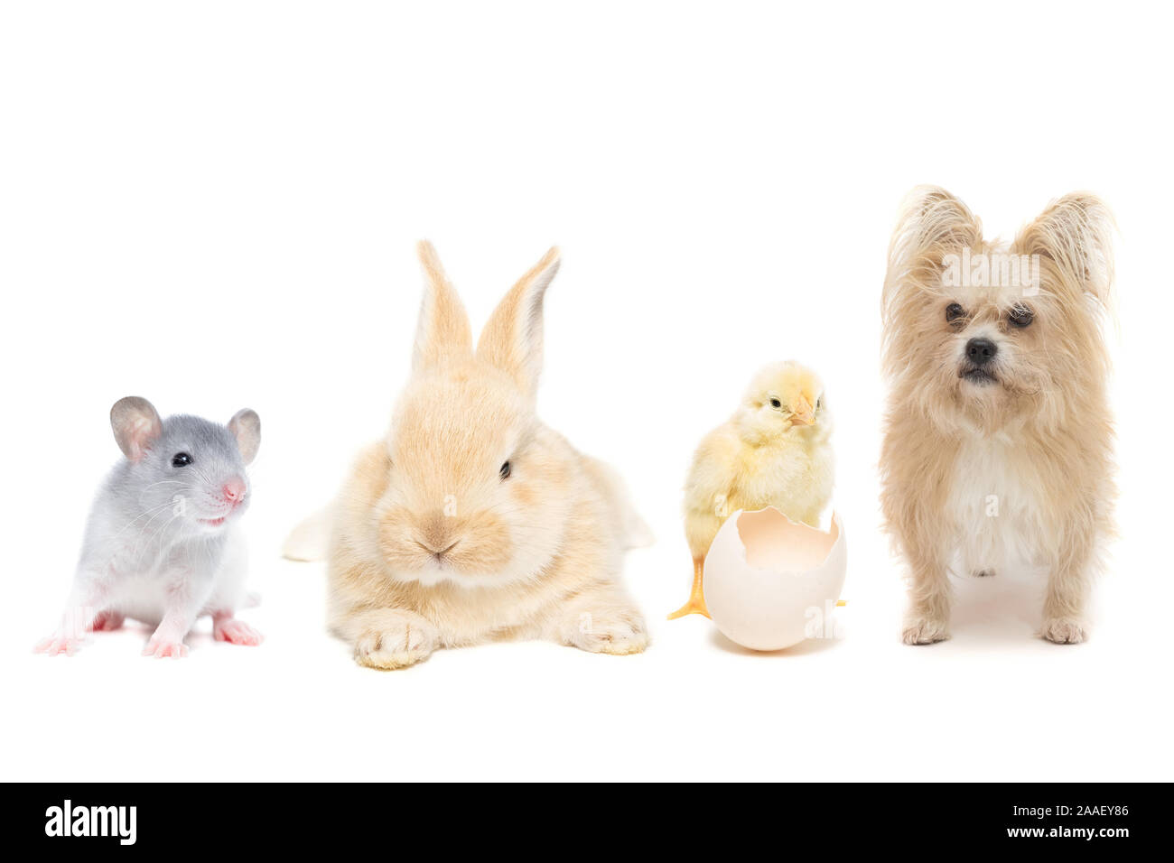 Dog chicken rat and rabbit on white background, animals on isolated ...