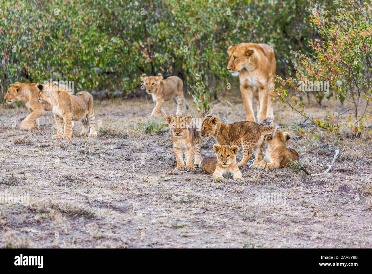 lion in african savanna Stock Photo - Alamy