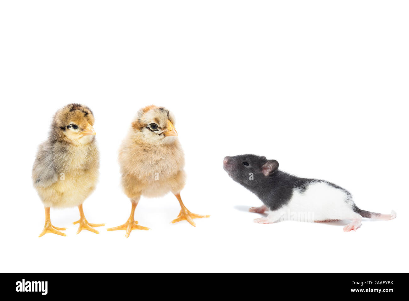 Chickens and a rat on an isolated white background Stock Photo - Alamy