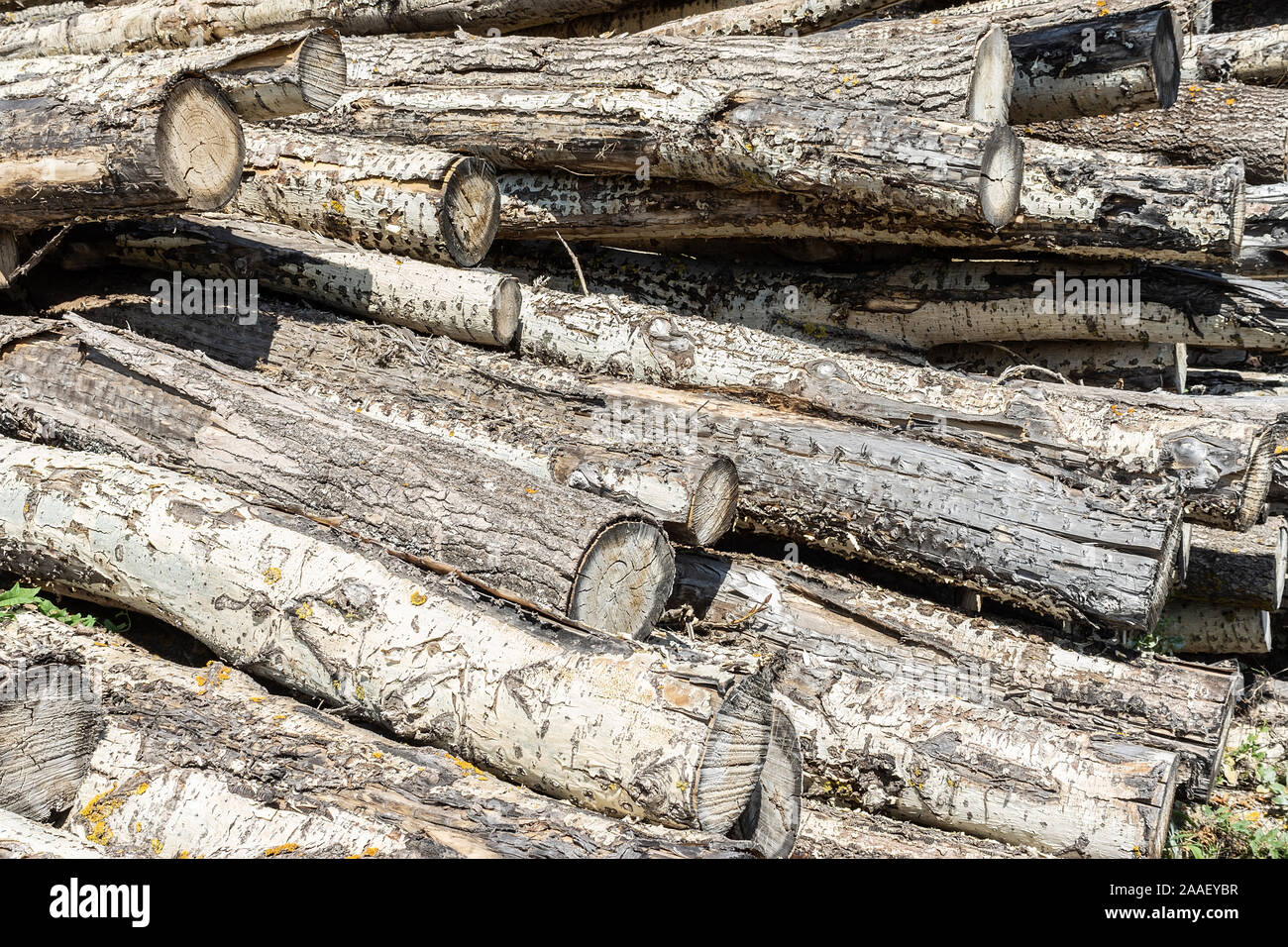 Timber industry. Cut tree trunks in the forest belt, deforestation ...