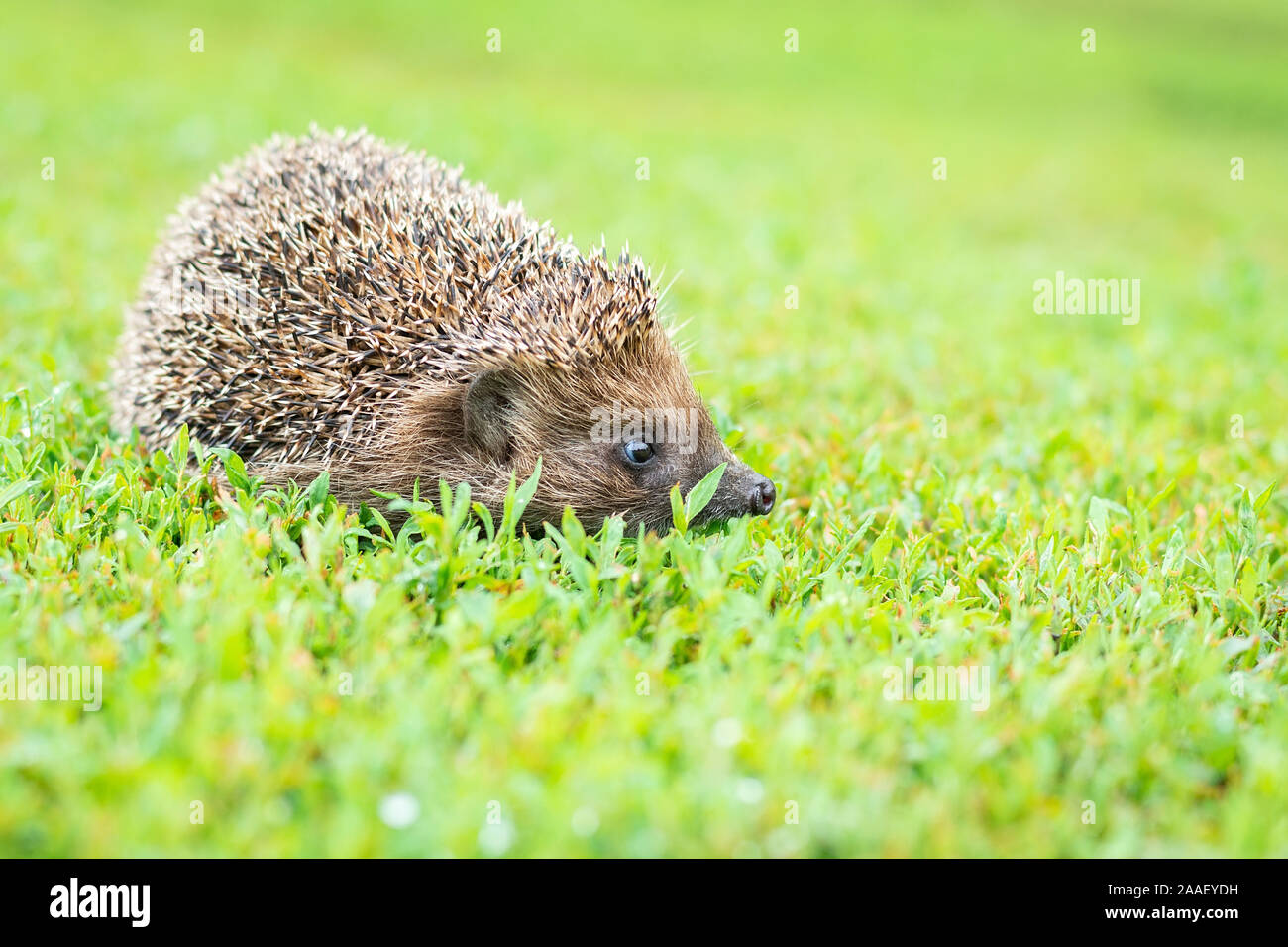 Hedgehog, (Scientific name: Erinaceus europaeus) Wild, native, European ...
