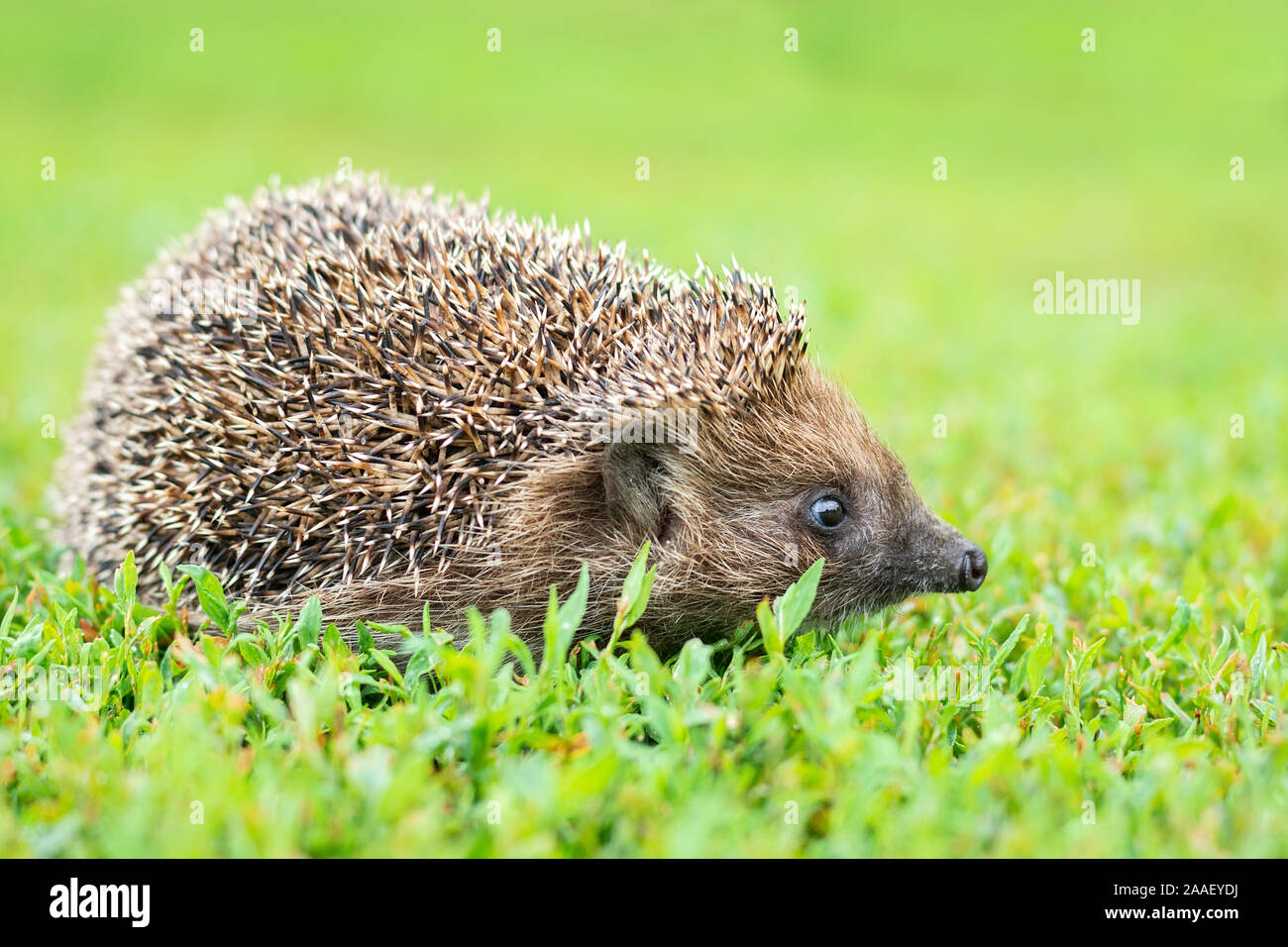 Hedgehog, (Scientific name: Erinaceus europaeus) Wild, native, European ...
