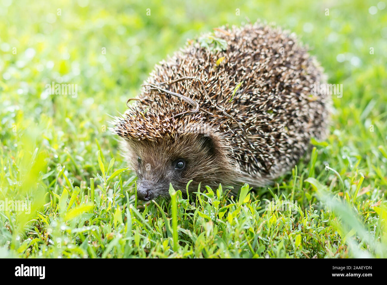 Hedgehog, (Scientific name: Erinaceus europaeus) Wild, native, European ...