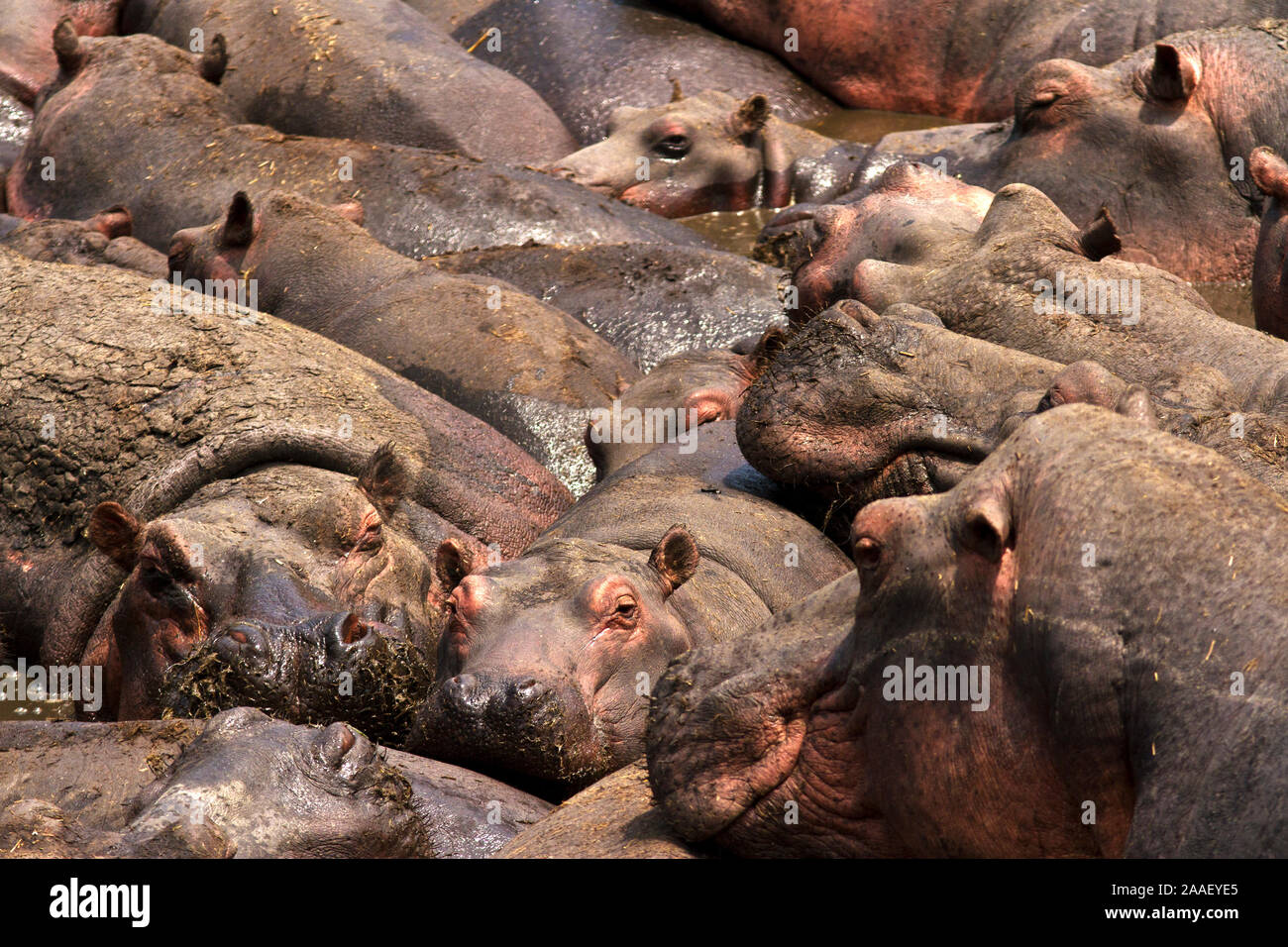 Essential habitat hi-res stock photography and images - Alamy