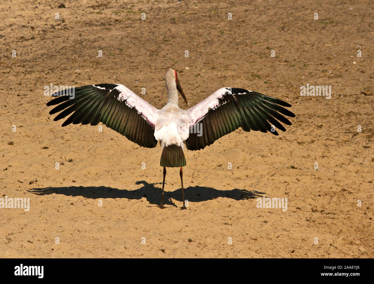 A Yellow-billed Stork stands motionless with woings outstretched as it ...