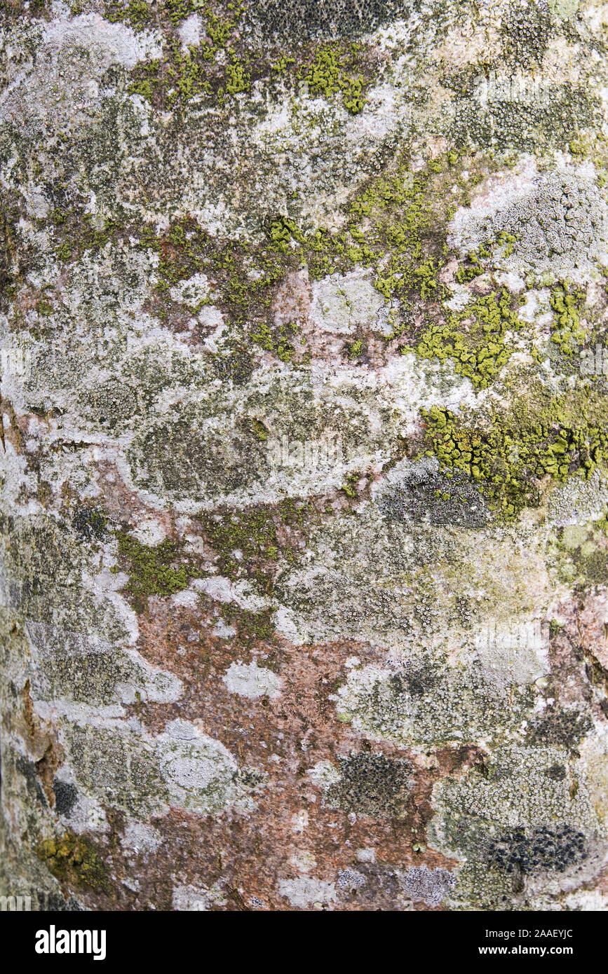 Patterns in lichen growth hi-res stock photography and images - Alamy