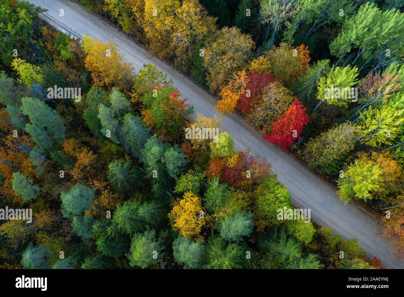 Trees in autumn colors. View of forest and road from above. Latvian ...