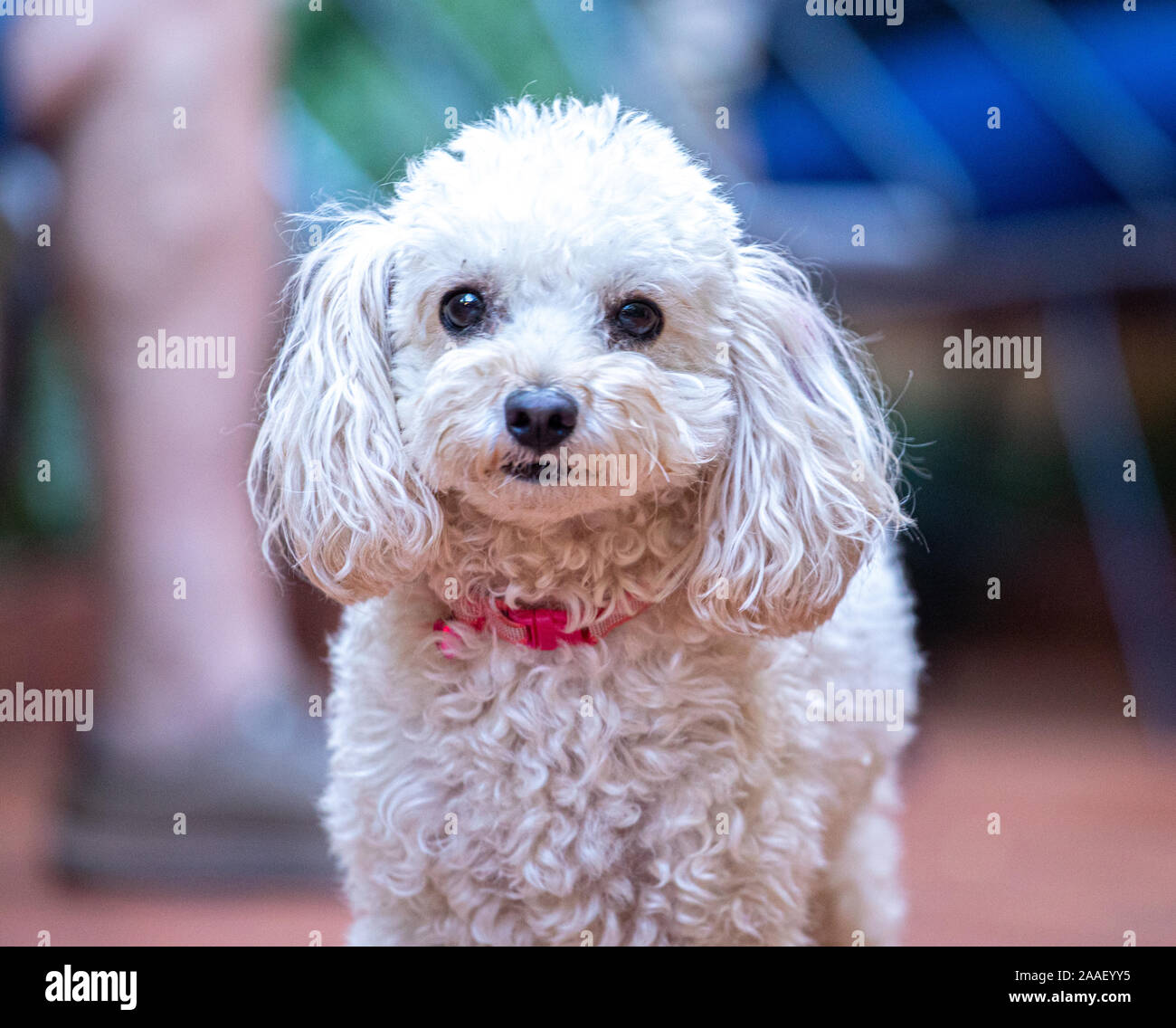 dog poodle white style front face Stock Photo - Alamy