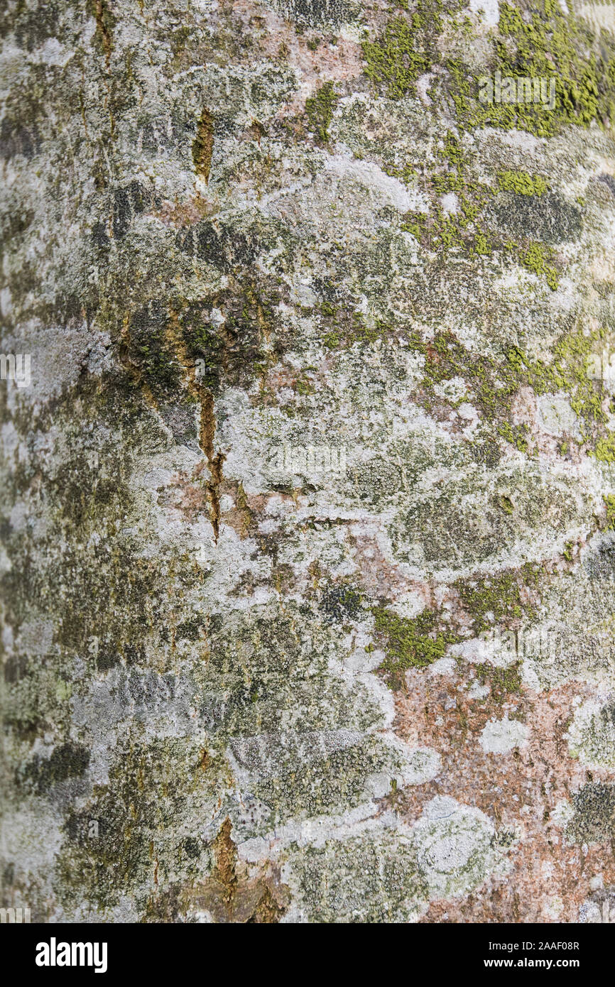 A lichen is a composite organism that arises from algae hi-res stock ...