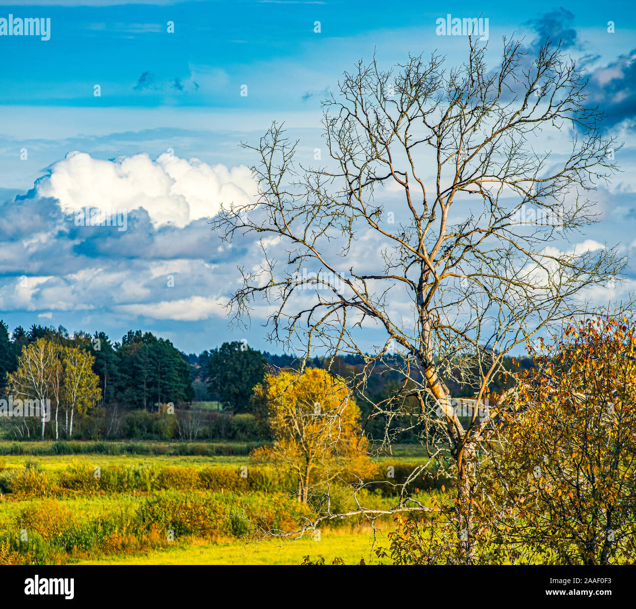 Beautiful autumn landscape. View of forest and field. Latvian nature ...