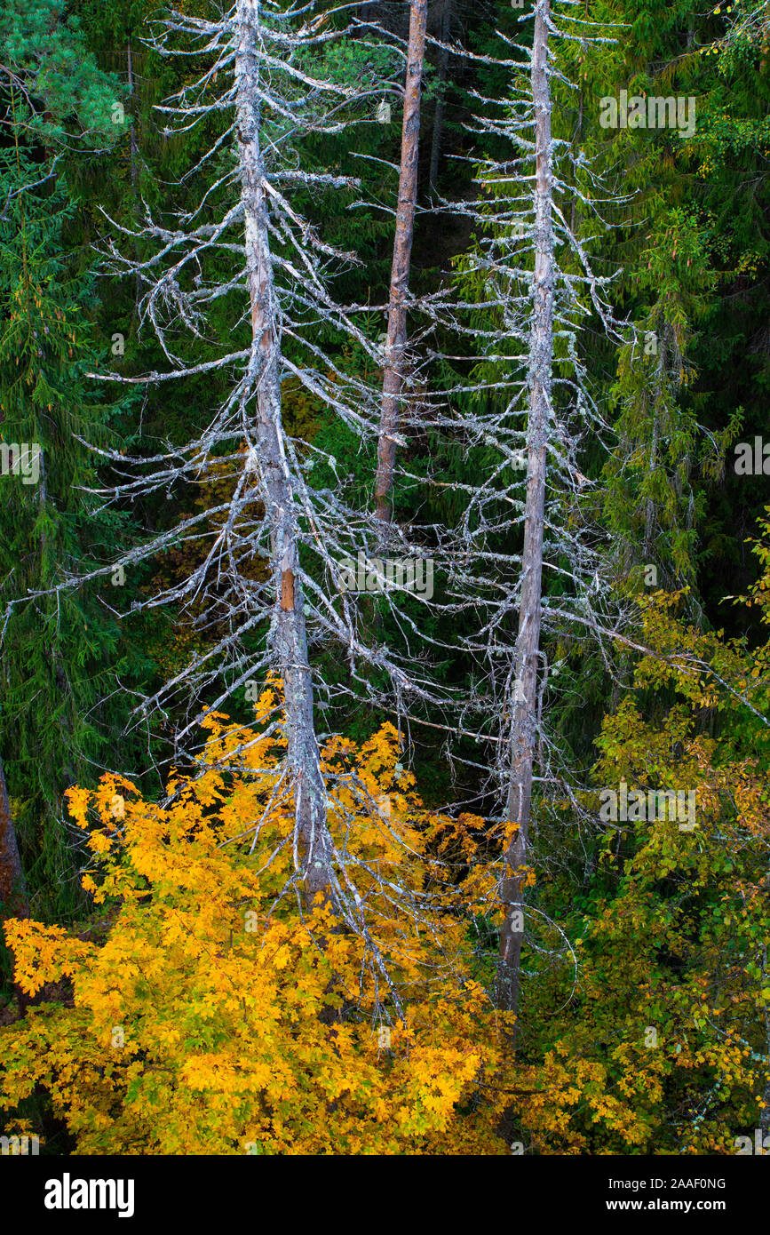 Dead forest from above hi-res stock photography and images - Alamy