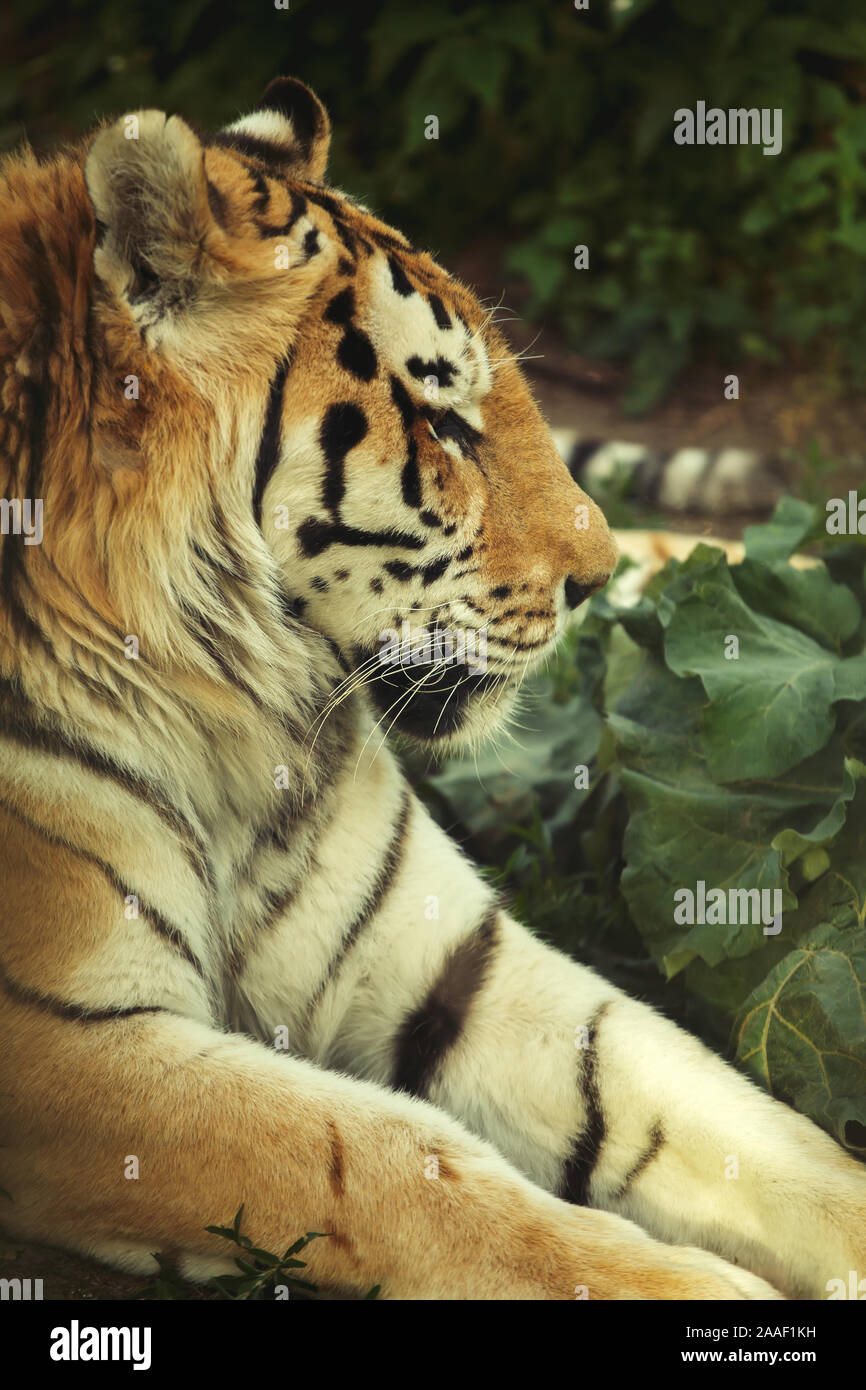Siberian tiger profile hi-res stock photography and images - Alamy