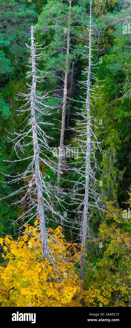 Dead forest from above hi-res stock photography and images - Alamy