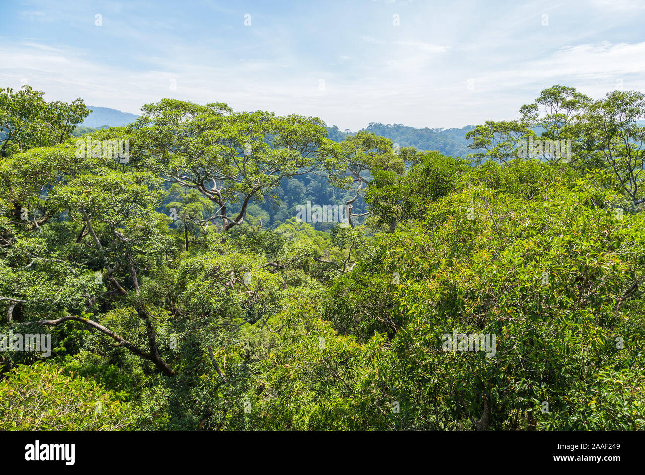 View of Ulu Temburong National Park or fathul park, in Temburong ...