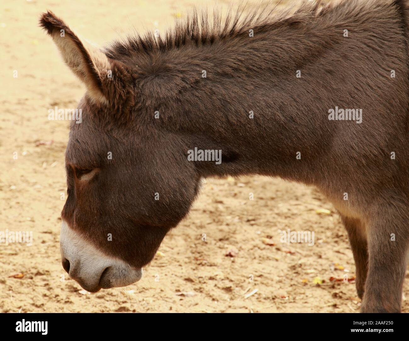 Donkey white nose on sandy background Stock Photo - Alamy