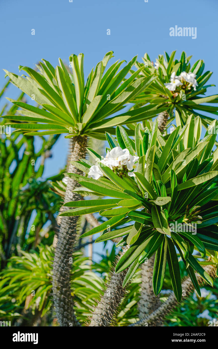 Tropical trees in the garden. Madagascar palm, flowering plant, a ...