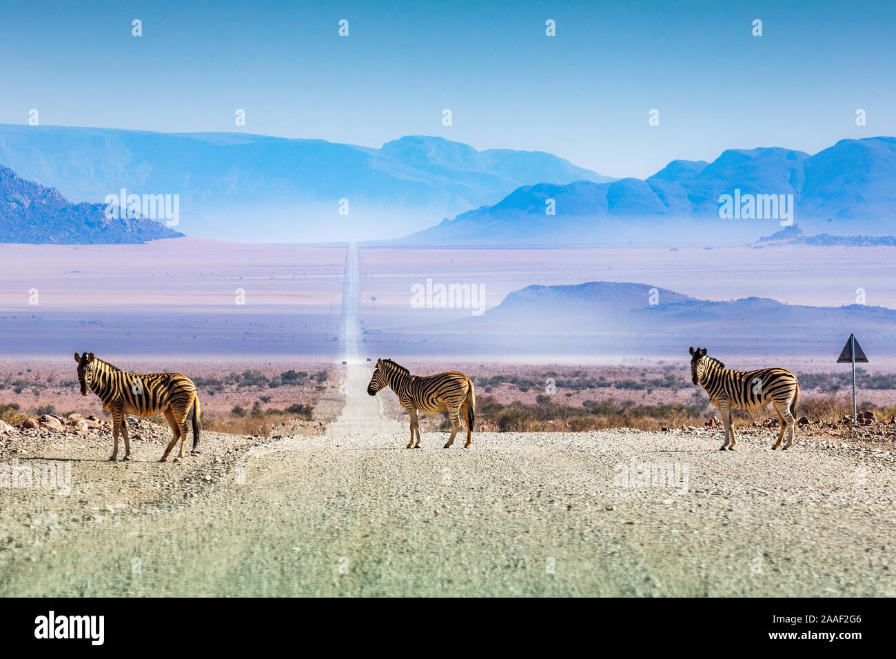Zebras crossing the road in Namibia, Africa Stock Photo - Alamy
