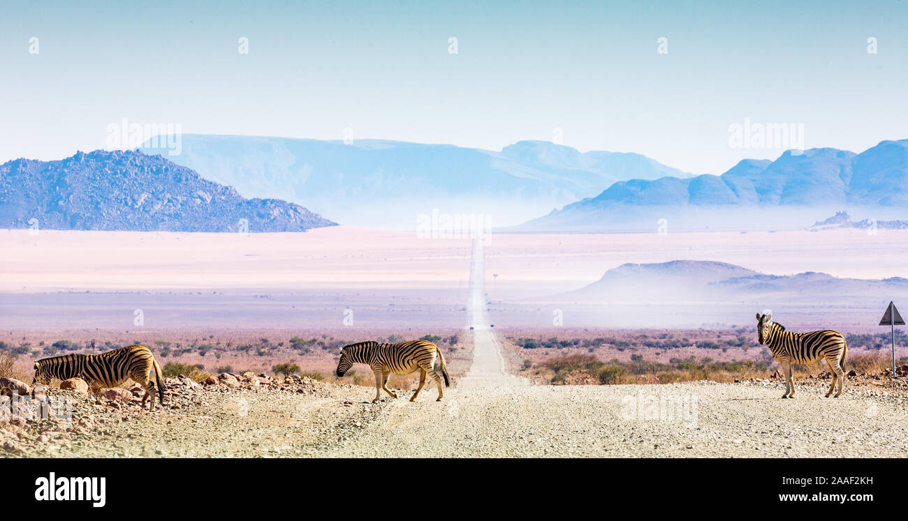 Zebras crossing the road in Namibia, Africa Stock Photo - Alamy