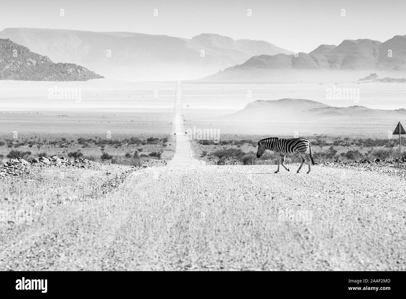 Zebras crossing the road in Namibia, Africa Stock Photo - Alamy