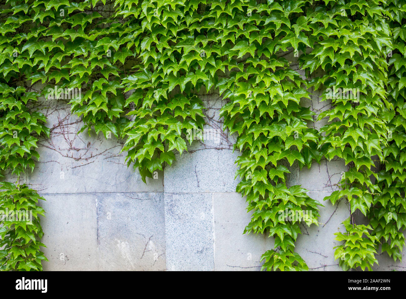Wild grapes on the wall. Climbing plant on a stone wall Stock Photo - Alamy