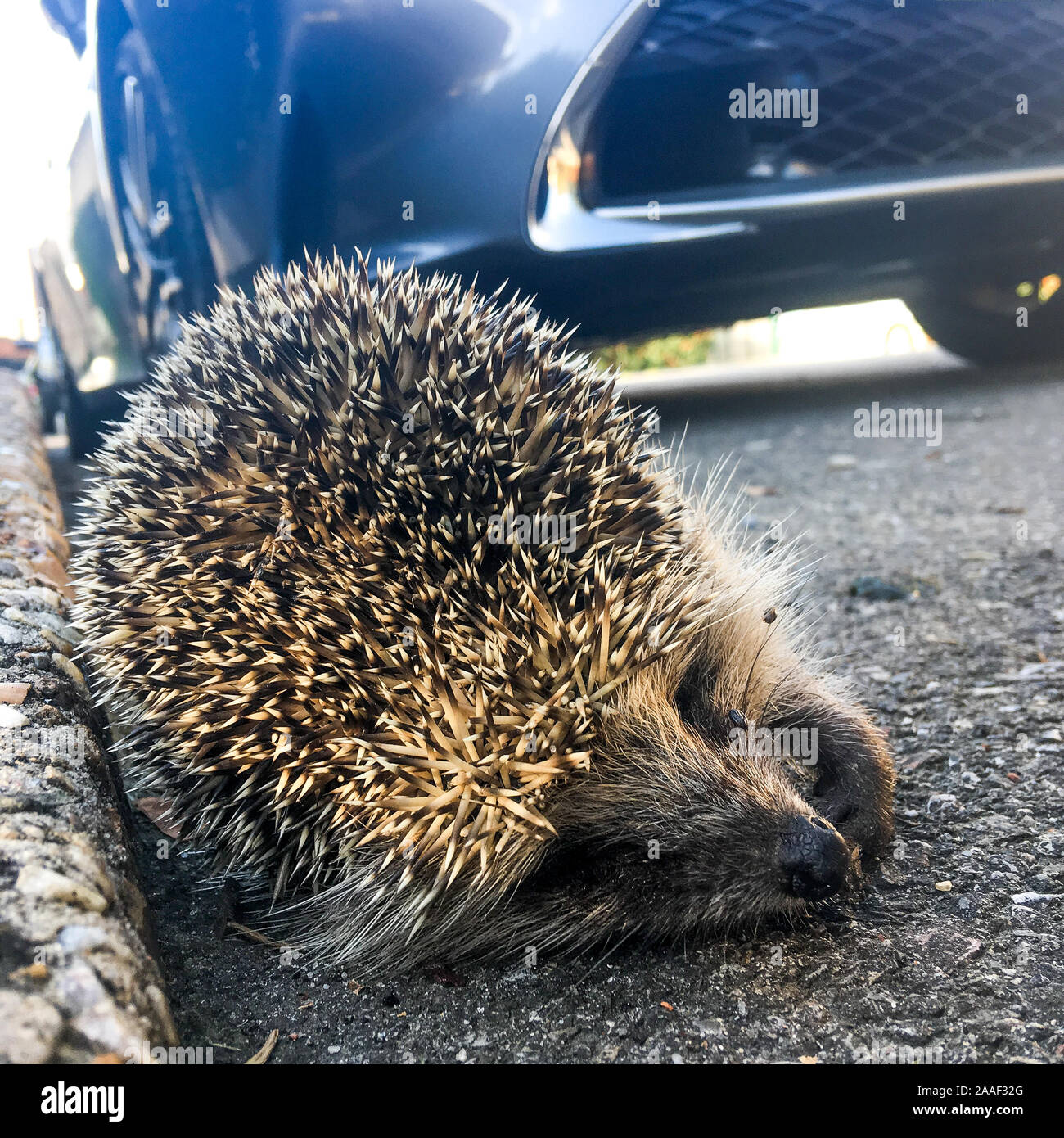 A dead hedgehog lays in the gutter, Bron, France Stock Photo - Alamy