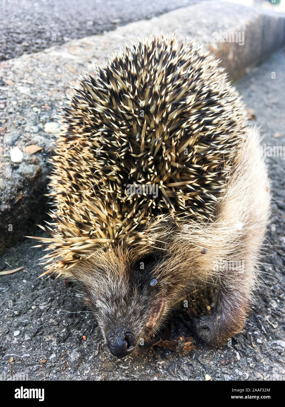 European Hedgehog Family High Resolution Stock Photography and Images ...