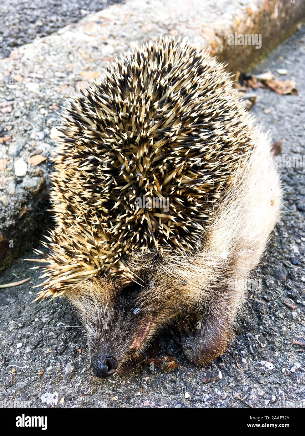 A dead hedgehog lays in the gutter, Bron, France Stock Photo - Alamy