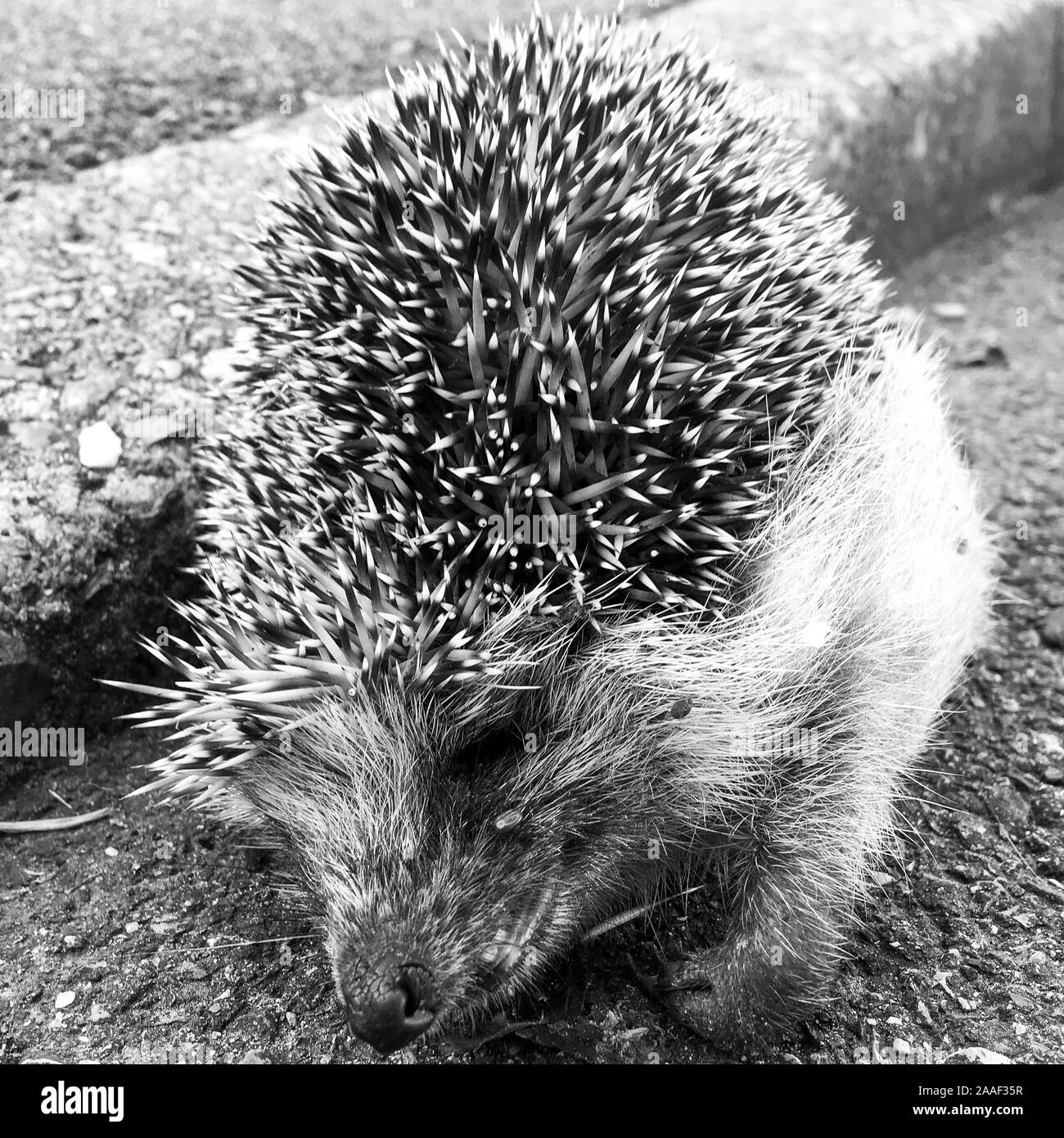 Family hedgehog Black and White Stock Photos & Images - Alamy