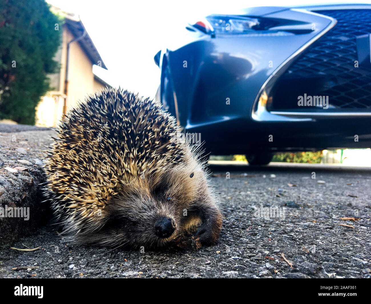 A dead hedgehog lays in the gutter, Bron, France Stock Photo - Alamy