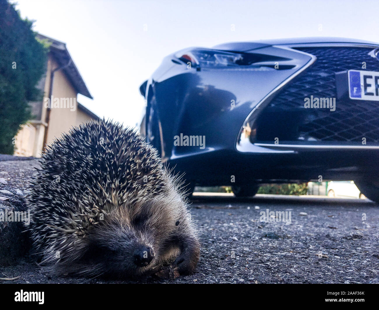 Dead hedgehog hi-res stock photography and images - Alamy