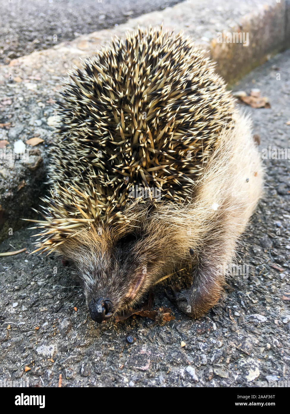 Animal piquant hi-res stock photography and images - Alamy