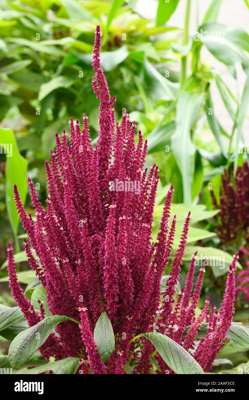 Flowers garden ornamental plant hi-res stock photography and images - Alamy