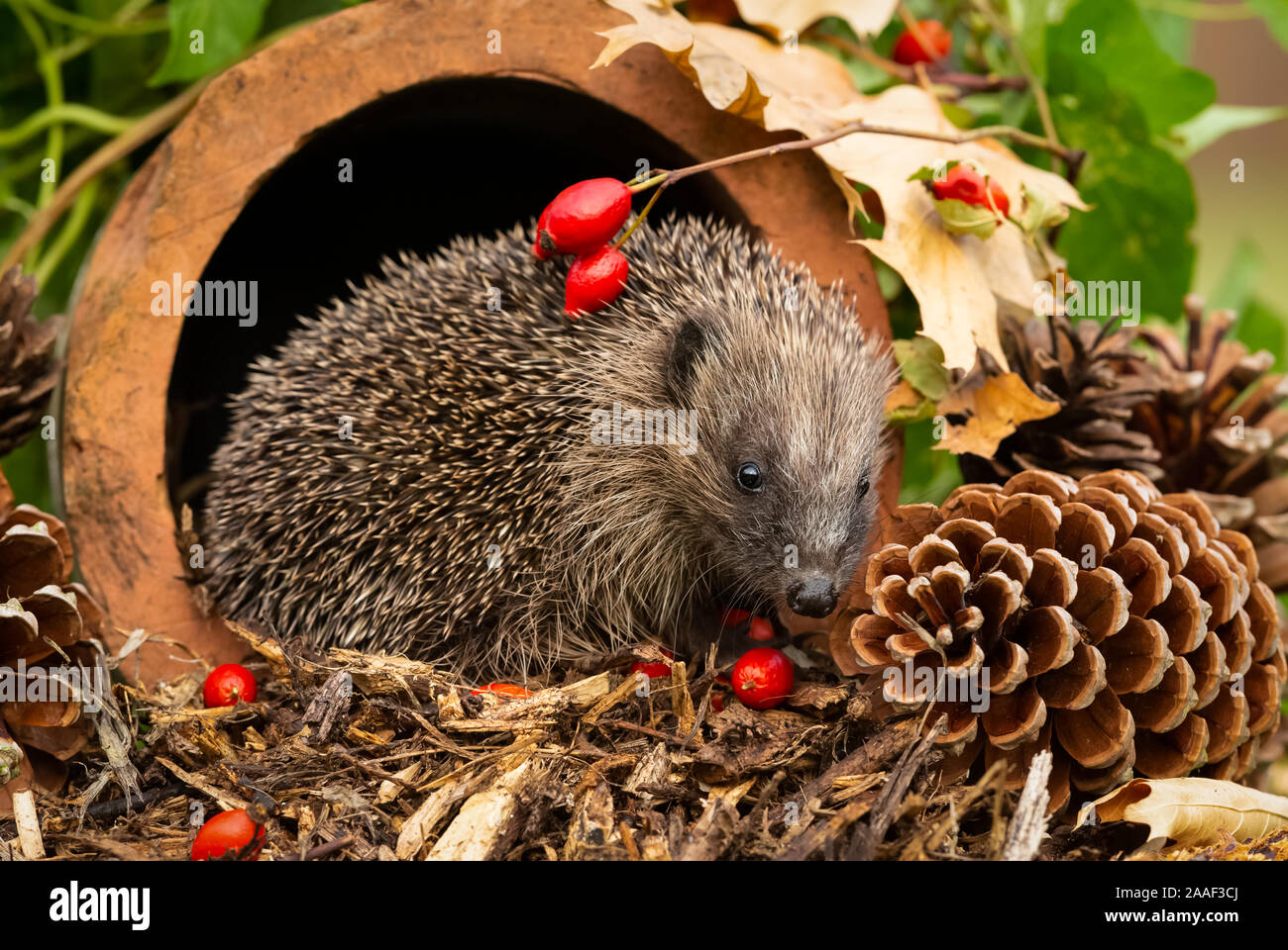 Hedgehog, (Scientific name: Erinaceus Europaeus) wild, native, European ...