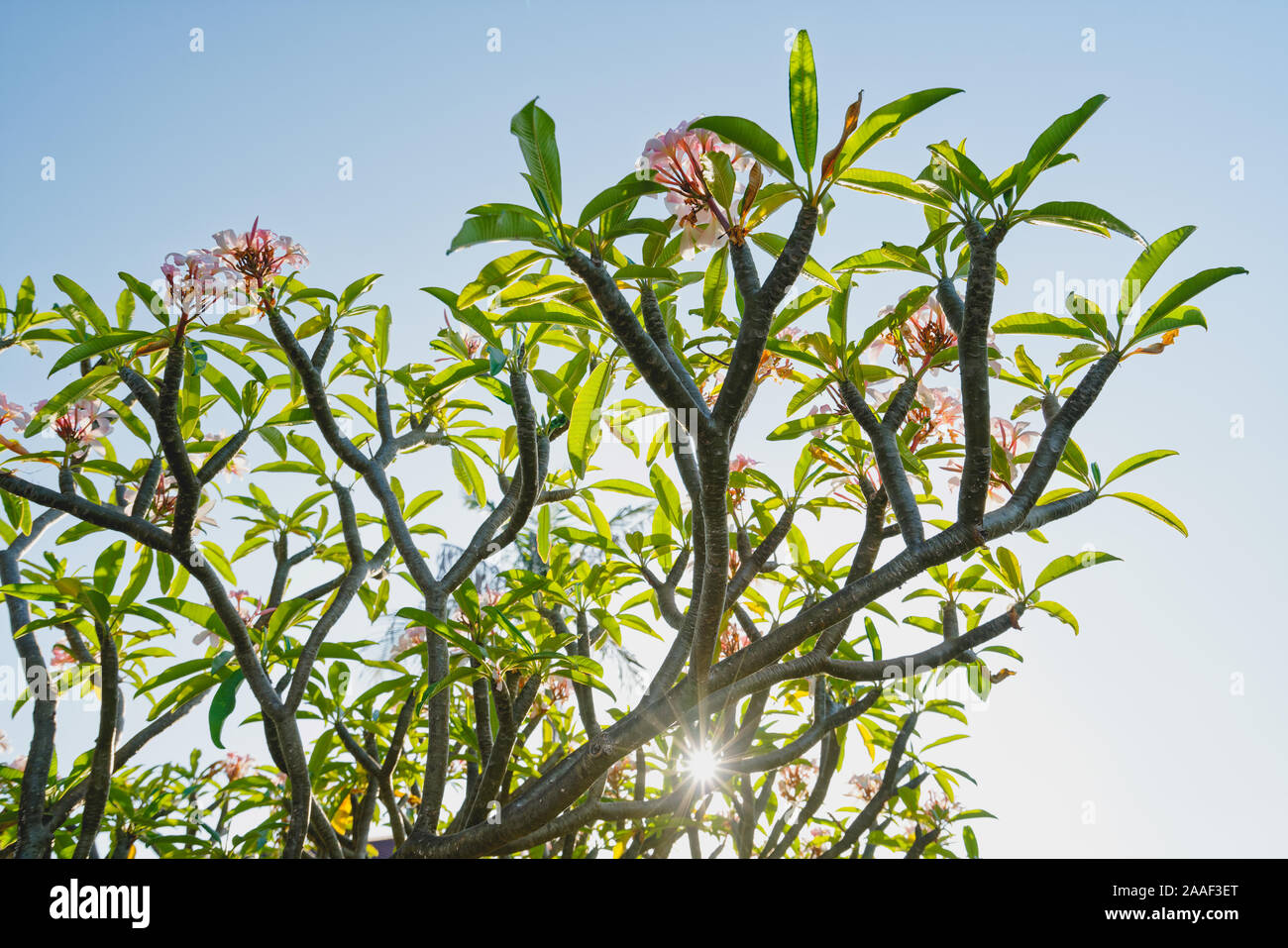 Mexican Tree Fern High Resolution Stock Photography and Images - Alamy