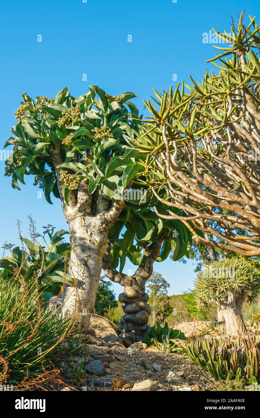Tropical trees in the garden. Botterboom or Butter Trees Stock Photo ...