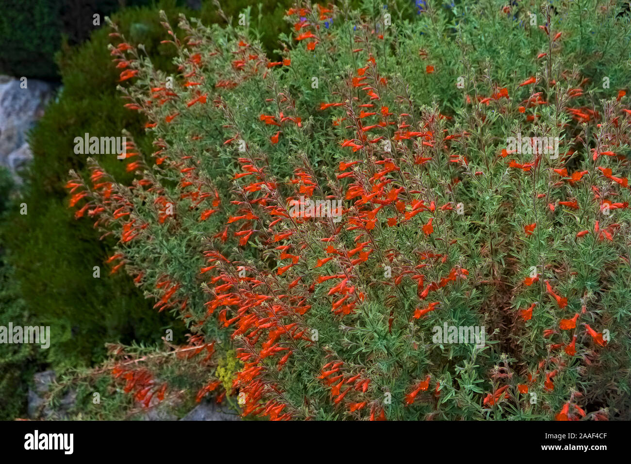 Zauschneria californica hi-res stock photography and images - Alamy