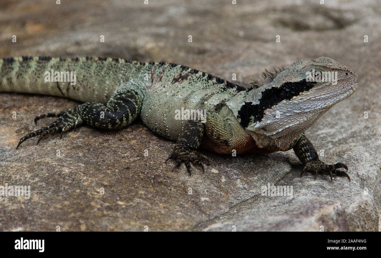 sydney water dragon manly Stock Photo - Alamy