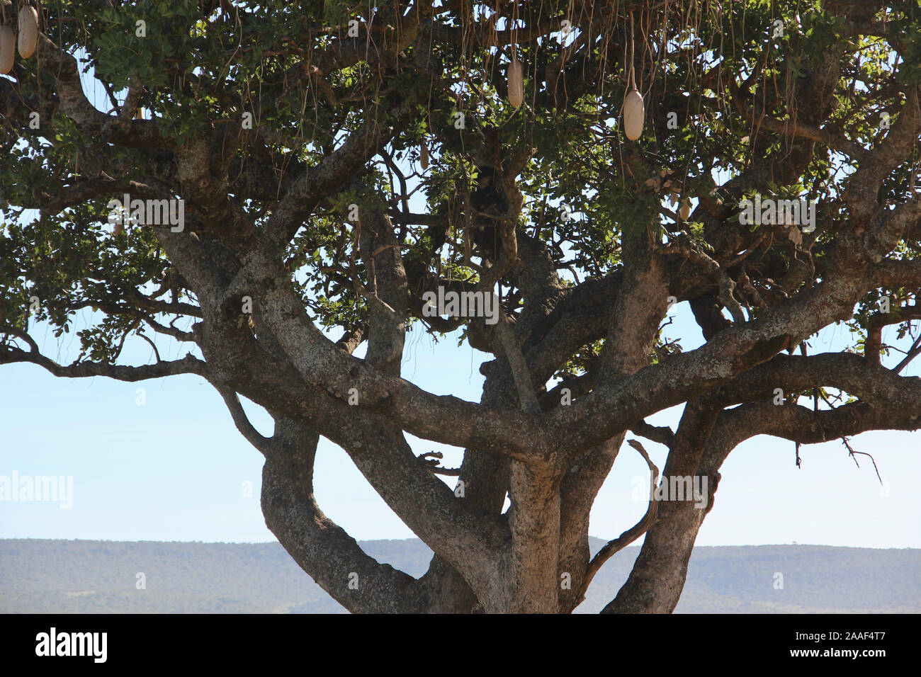 Sausage tree leaves hi-res stock photography and images - Alamy