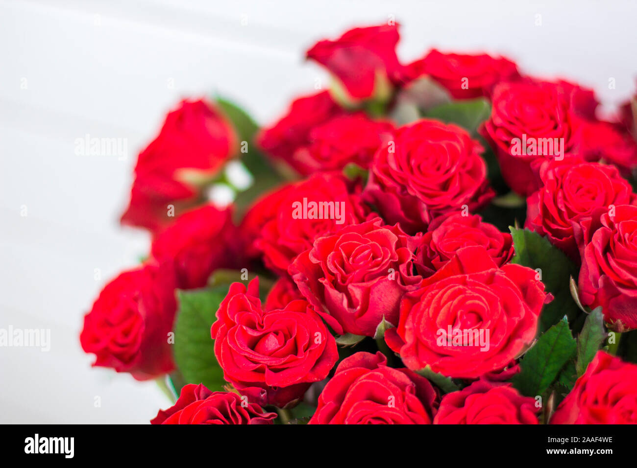 Bouquet of red roses close up Stock Photo - Alamy