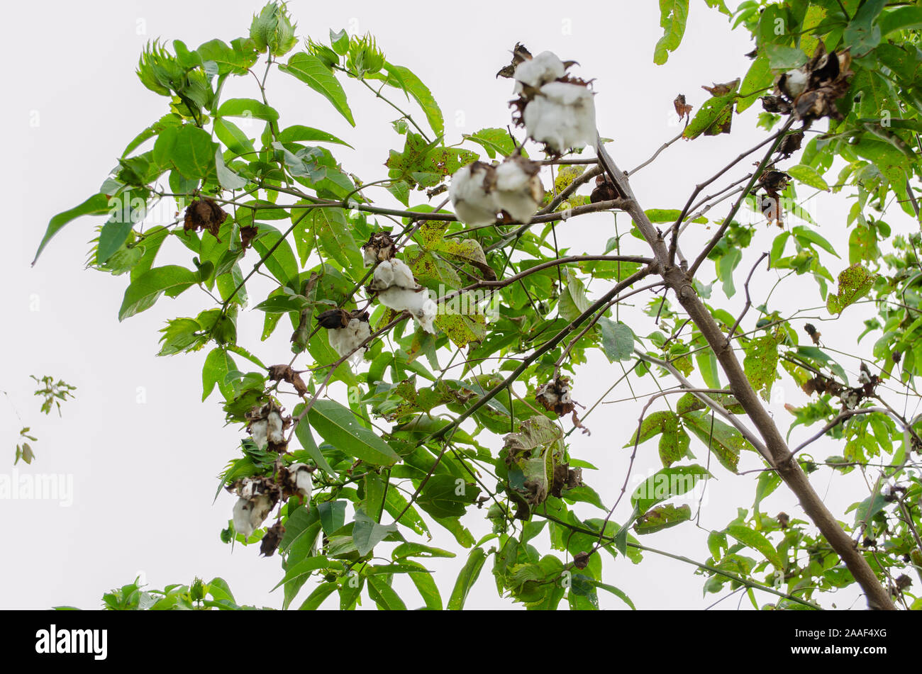 Phuti karpas hi-res stock photography and images - Alamy