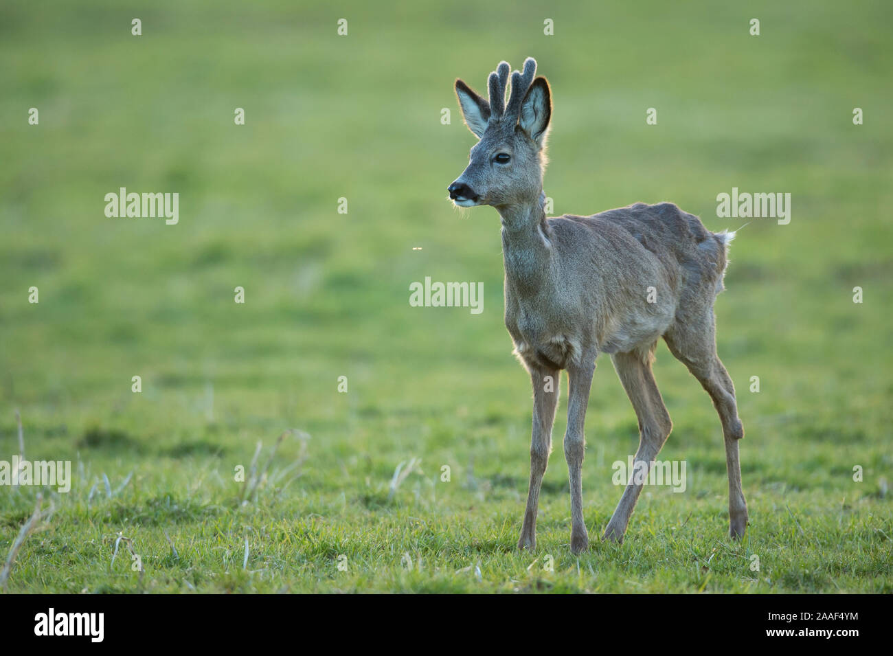 Rehbock wild hi-res stock photography and images - Alamy