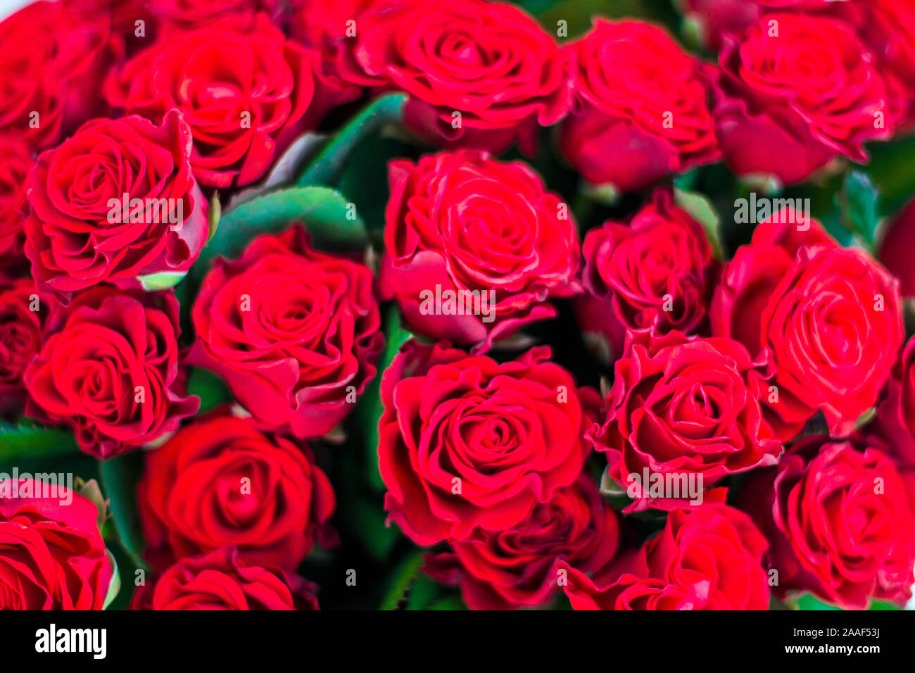 Red roses pattern hi-res stock photography and images - Alamy